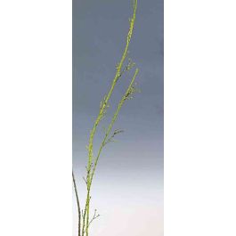 Ramo finto di rose con spine WINSTON, verde, 155cm